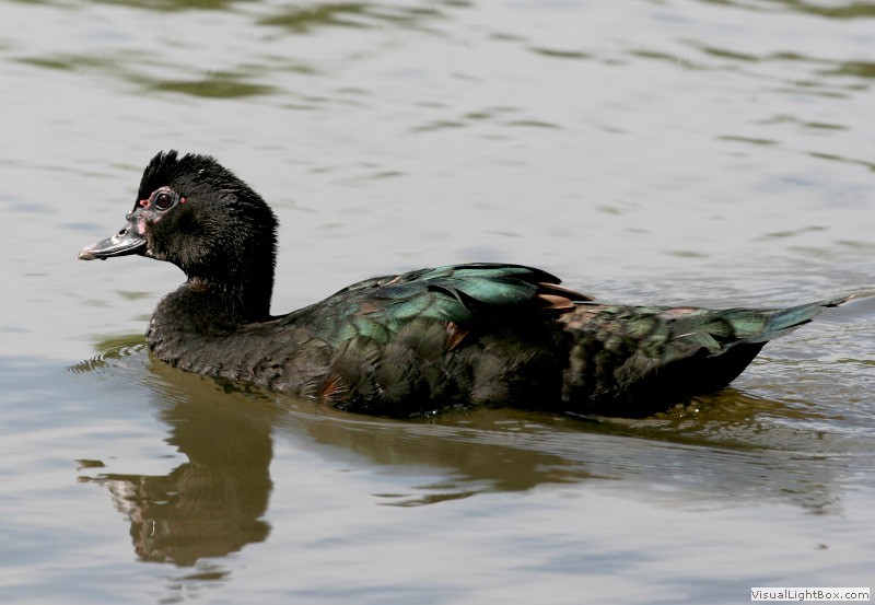 Identify Muscovy Duck - Wildfowl Photography.