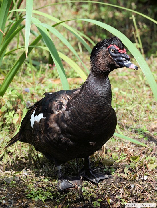 Identify Muscovy Duck - Wildfowl Photography.