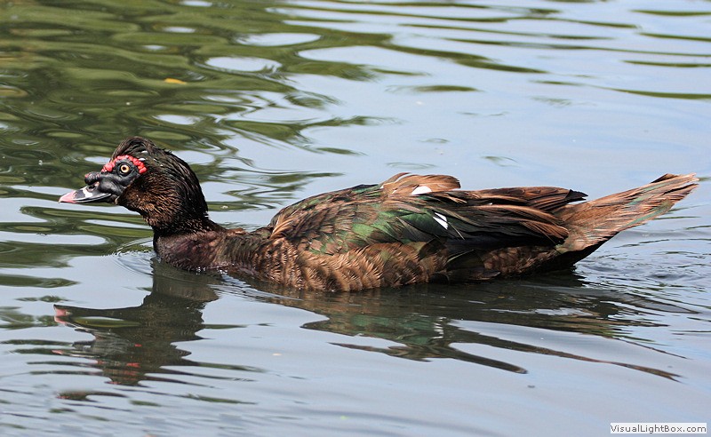 Identify Muscovy Duck - Wildfowl Photography.