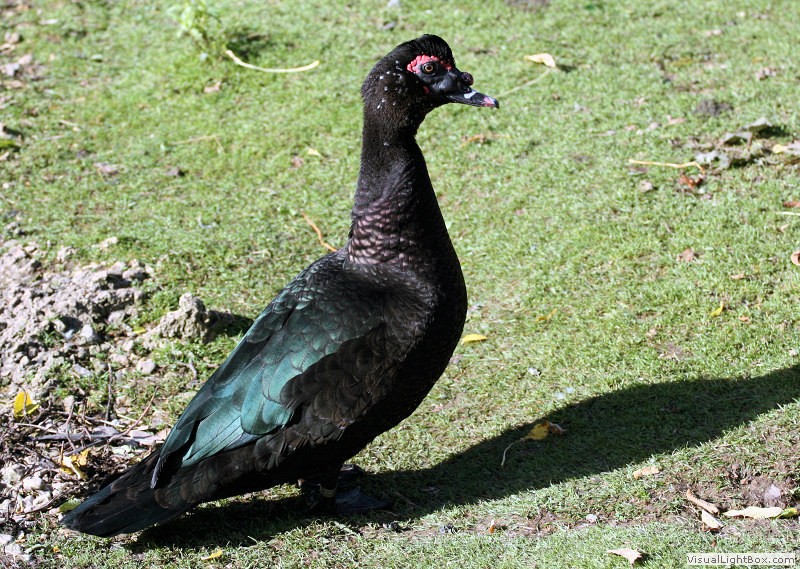 Identify Muscovy Duck - Wildfowl Photography.