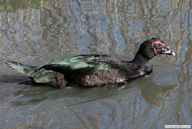 Identify Muscovy Duck - Wildfowl Photography.