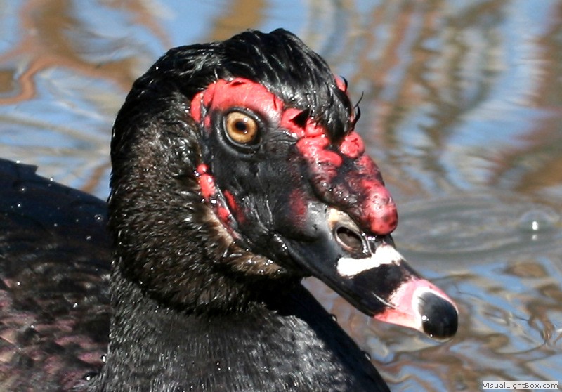 Identify Muscovy Duck - Wildfowl Photography.