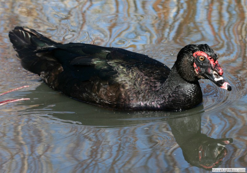 Identify Muscovy Duck - Wildfowl Photography.