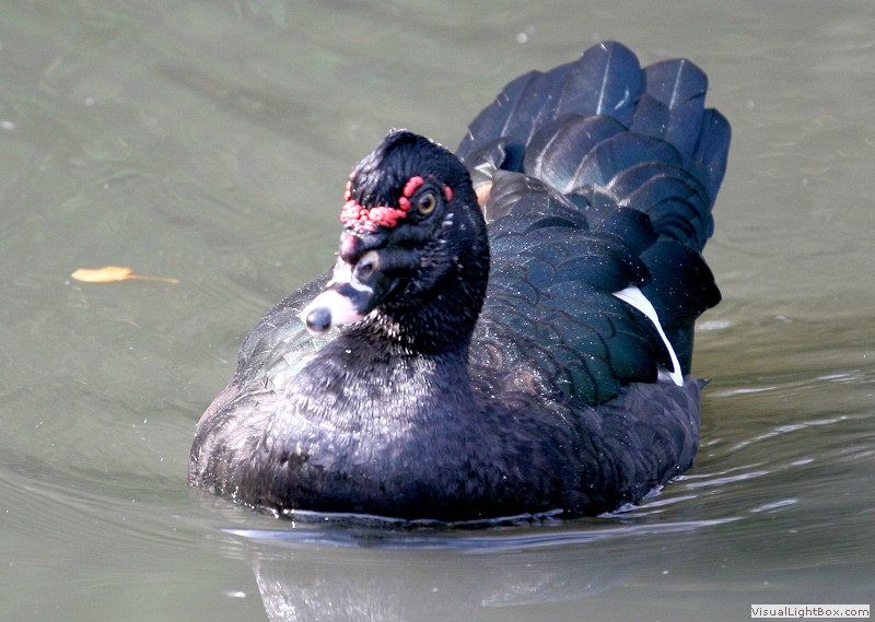Identify Muscovy Duck - Wildfowl Photography.