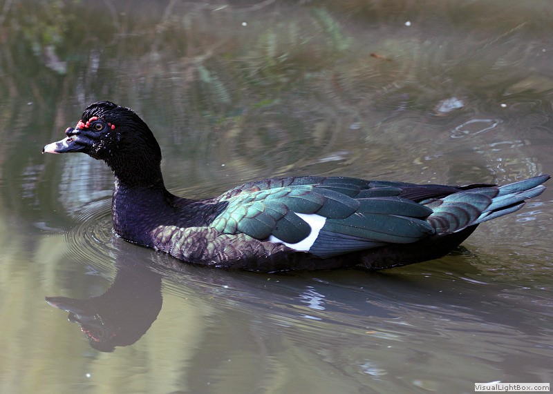 Identify Muscovy Duck - Wildfowl Photography.