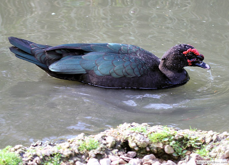 Identify Muscovy Duck - Wildfowl Photography.