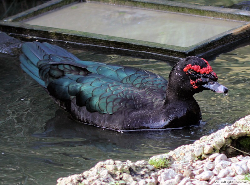 Identify Muscovy Duck - Wildfowl Photography.
