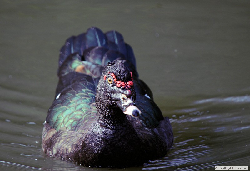 Identify Muscovy Duck - Wildfowl Photography.