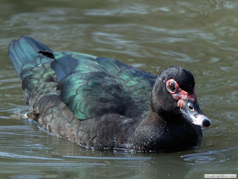 Identify Muscovy Duck - Wildfowl Photography.