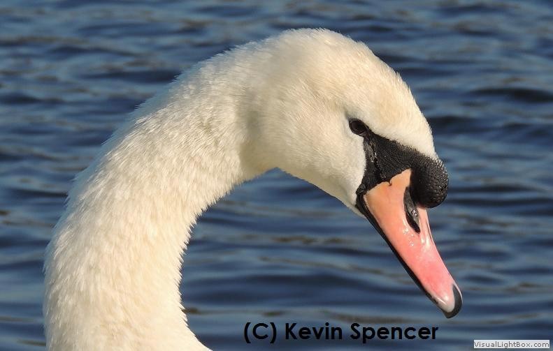 Identify Mute Swan - Wildfowl Photography.
