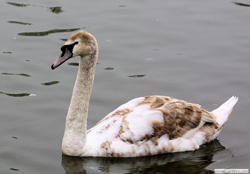Identify Mute Swan - Wildfowl Photography.