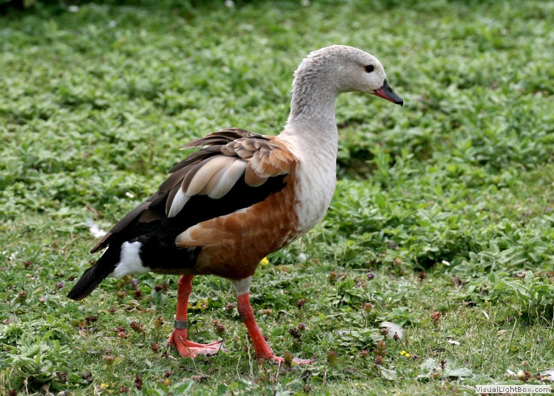 Identify Orinoco Goose - Wildfowl Photography.