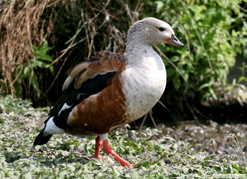 Identify Orinoco Goose - Wildfowl Photography.