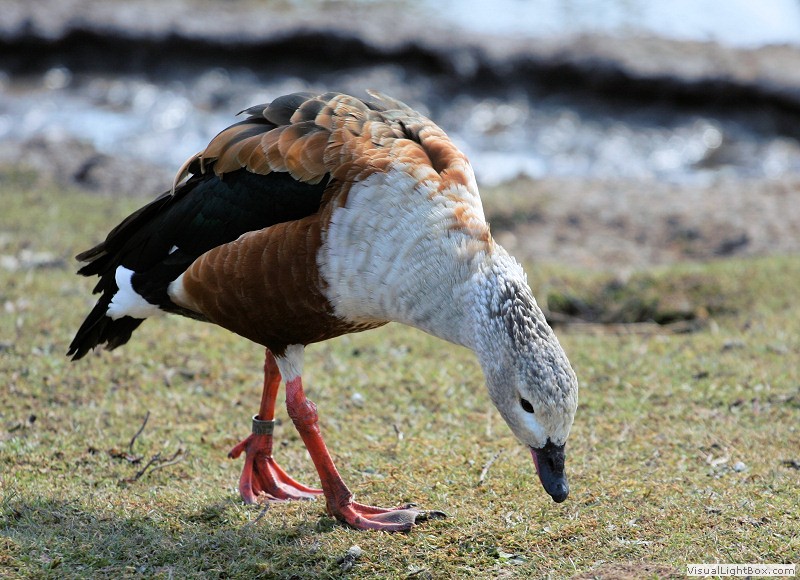 Identify Orinoco Goose - Wildfowl Photography.