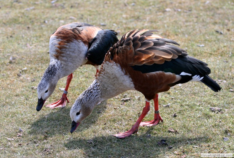 Identify Orinoco Goose - Wildfowl Photography.