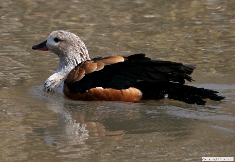 Identify Orinoco Goose - Wildfowl Photography.