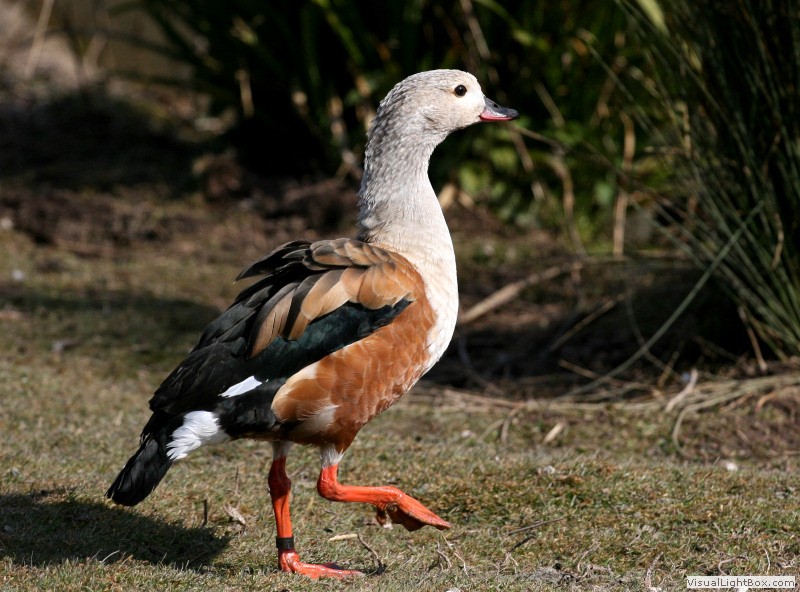 Identify Orinoco Goose - Wildfowl Photography.