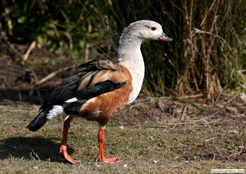Identify Orinoco Goose - Wildfowl Photography.