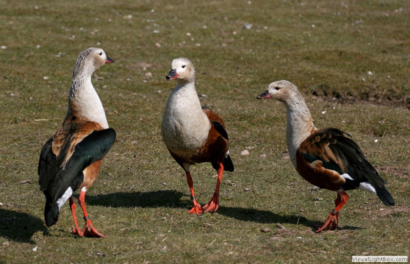 Identify Orinoco Goose - Wildfowl Photography.