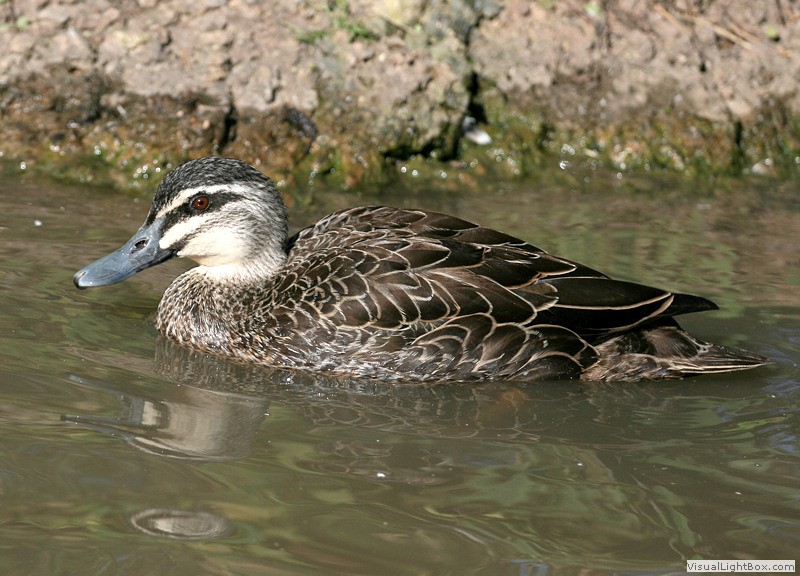 Identify Pacific Black Duck - Wildfowl Photography.