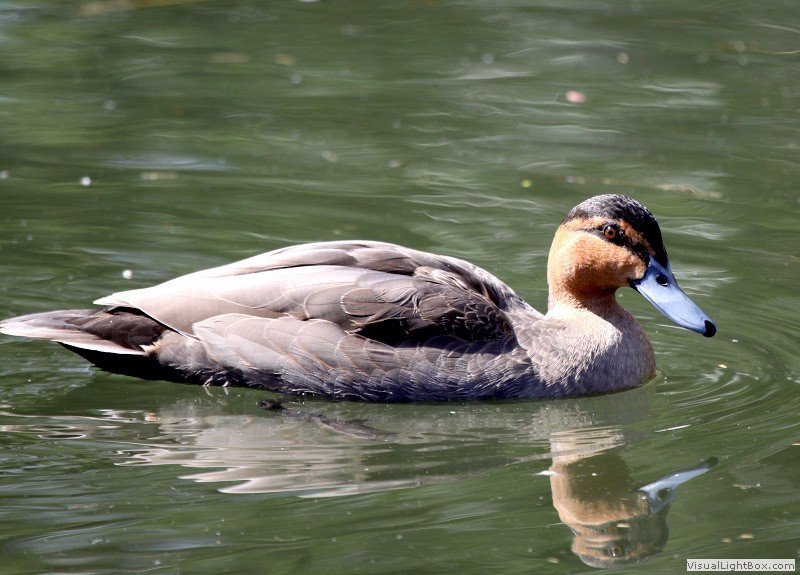 Identify Philippine Duck - Wildfowl Photography.