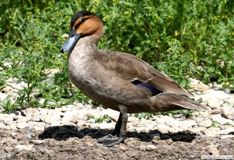 Identify Philippine Duck - Wildfowl Photography.