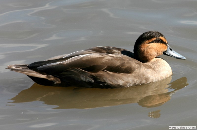 Identify Philippine Duck - Wildfowl Photography.