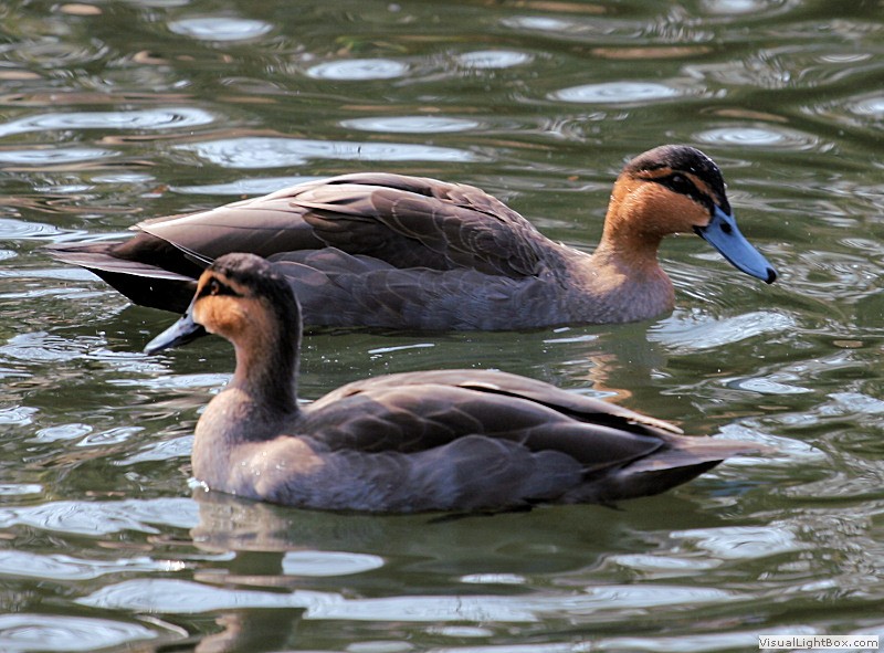 Identify Philippine Duck - Wildfowl Photography.