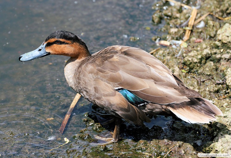 Identify Philippine Duck - Wildfowl Photography.