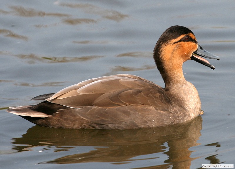 Identify Philippine Duck - Wildfowl Photography.