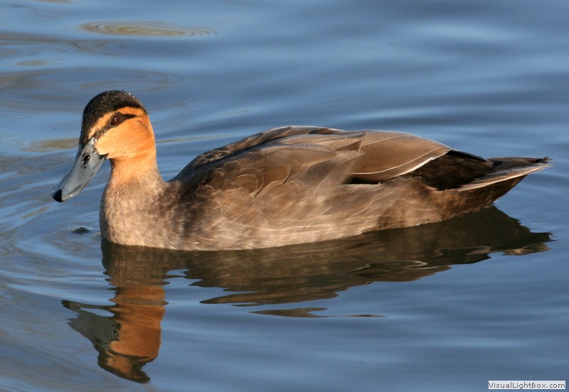 Identify Philippine Duck - Wildfowl Photography.