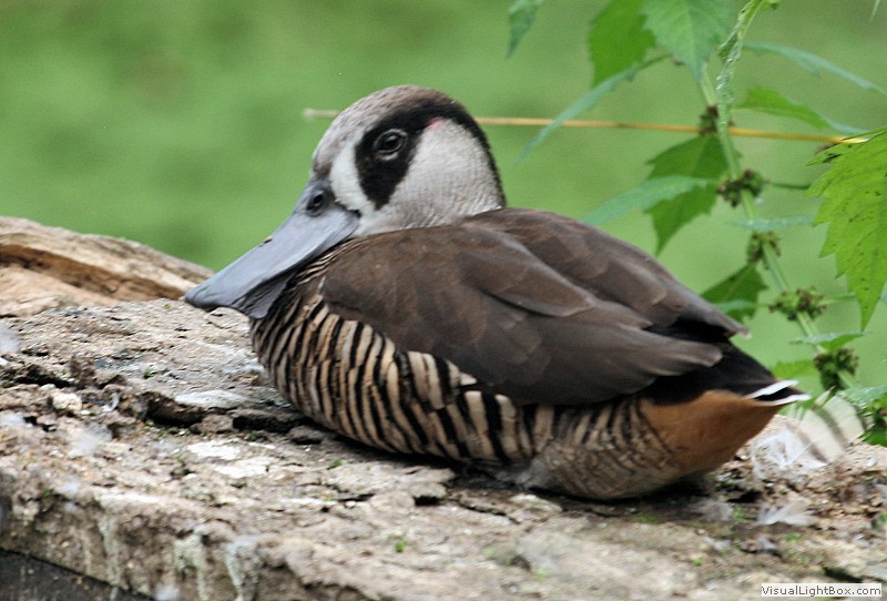Identify Pink-eared Duck - Wildfowl Photography.
