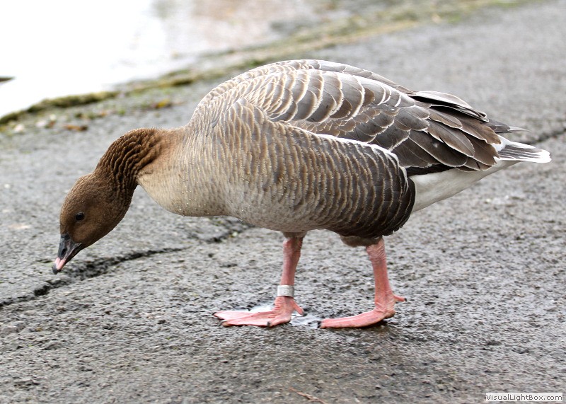 Identify Pink-footed Goose - Wildfowl Photography.