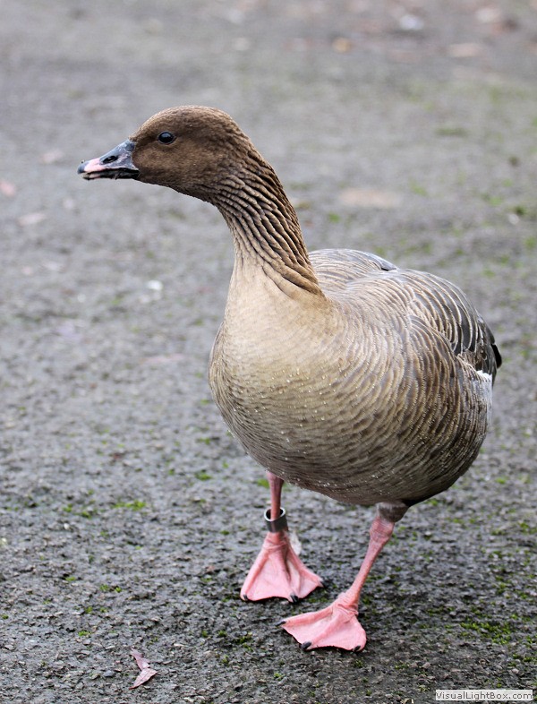 Identify Pink-footed Goose - Wildfowl Photography.