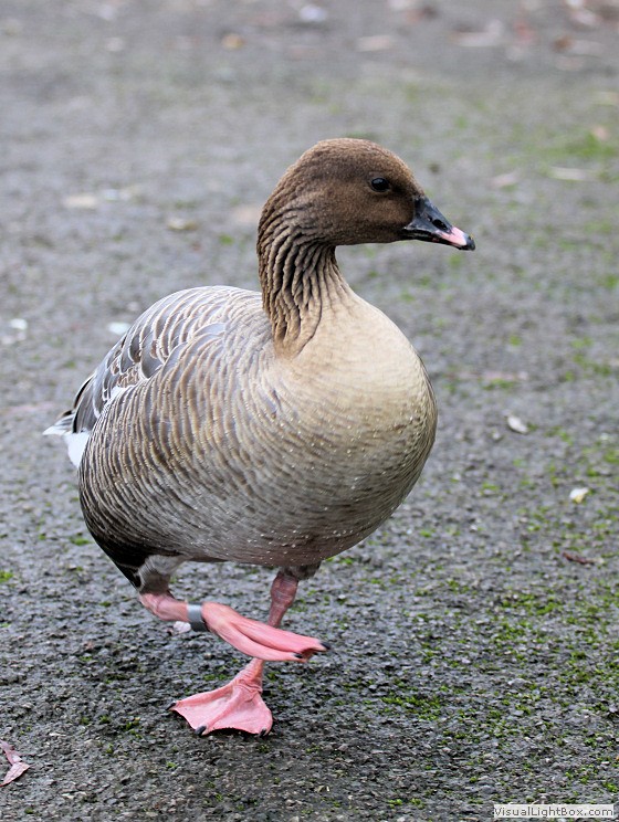 Identify Pink-footed Goose - Wildfowl Photography.
