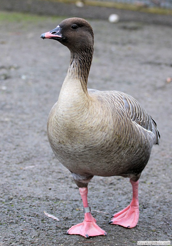 Identify Pink-footed Goose - Wildfowl Photography.