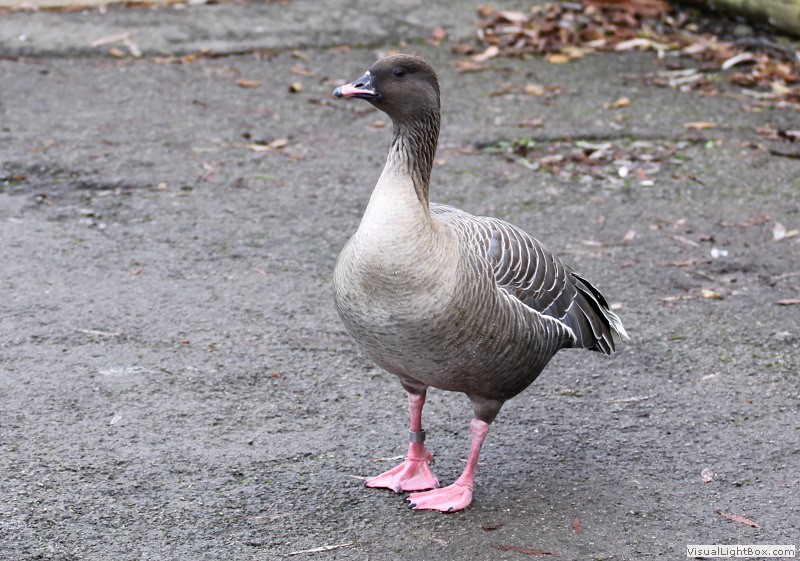 Identify Pink-footed Goose - Wildfowl Photography.