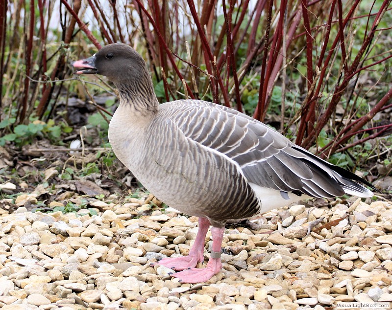Identify Pink-footed Goose - Wildfowl Photography.