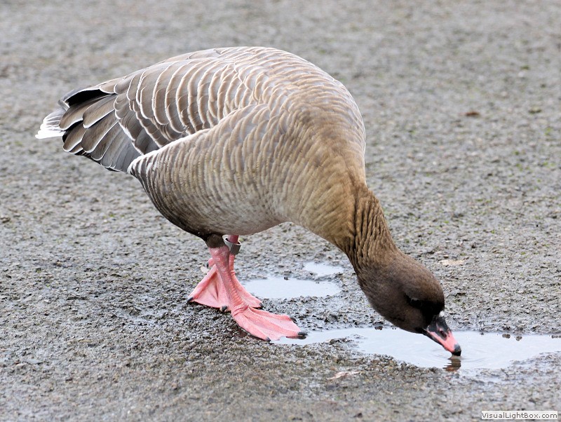 Identify Pink-footed Goose - Wildfowl Photography.