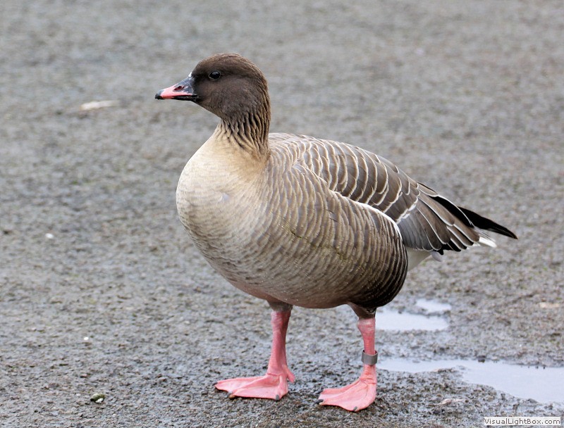 Identify Pink-footed Goose - Wildfowl Photography.