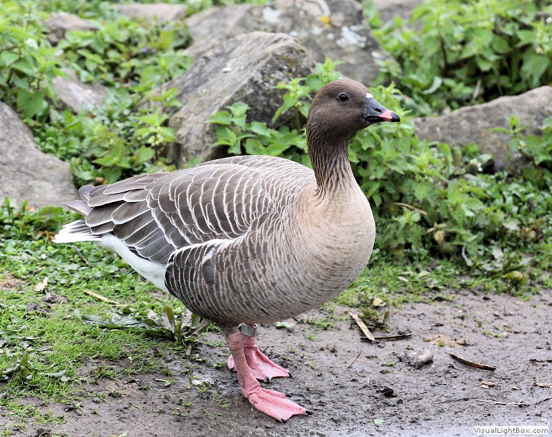 Identify Pink-footed Goose - Wildfowl Photography.