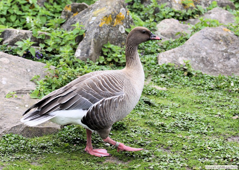 Identify Pink-footed Goose - Wildfowl Photography.