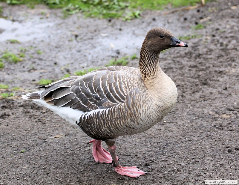 Identify Pink-footed Goose - Wildfowl Photography.