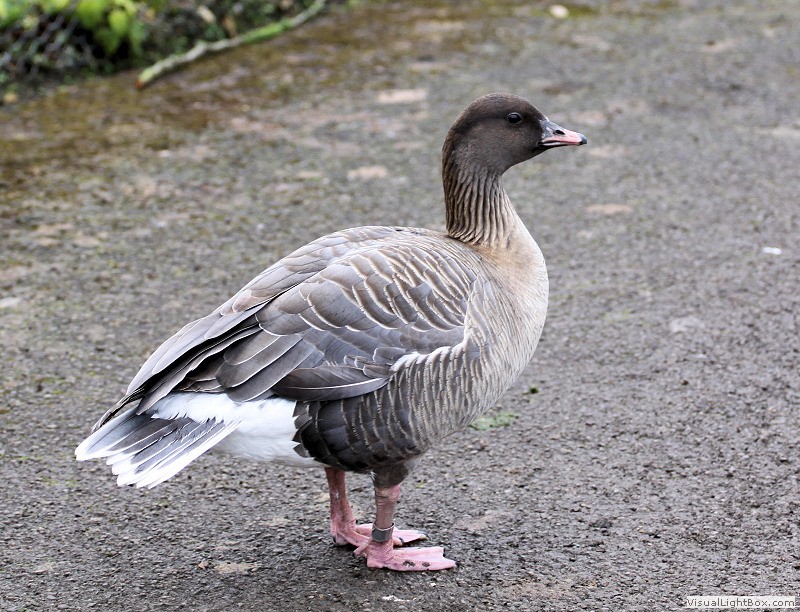 Identify Pink-footed Goose - Wildfowl Photography.