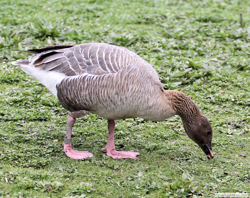 Identify Pink-footed Goose - Wildfowl Photography.