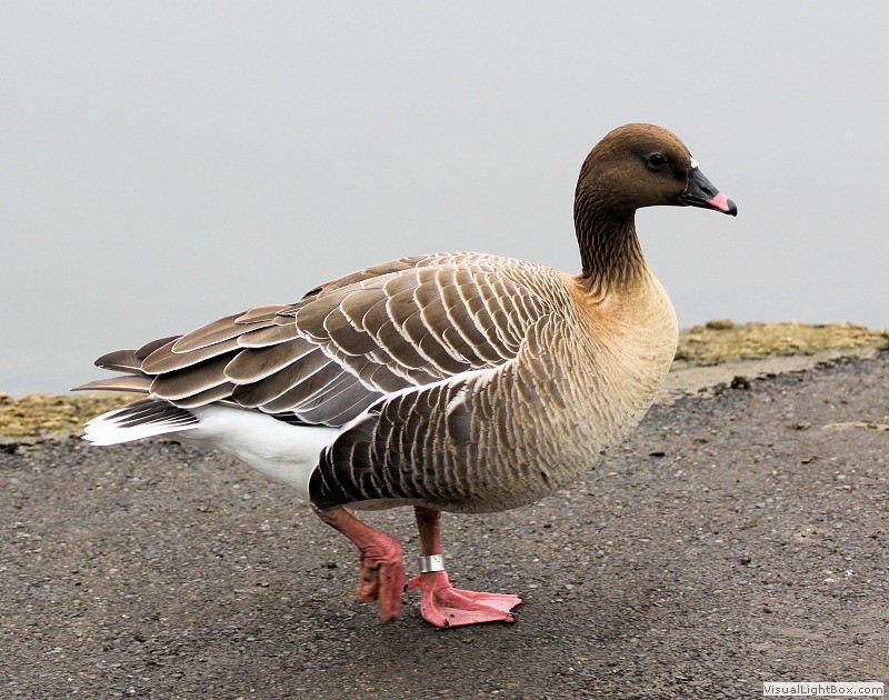 Identify Pink-footed Goose - Wildfowl Photography.