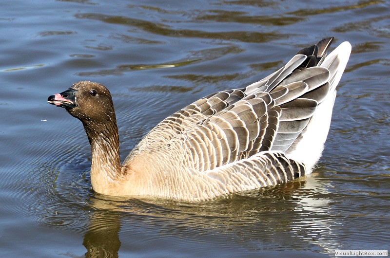 Identify Pink-footed Goose - Wildfowl Photography.