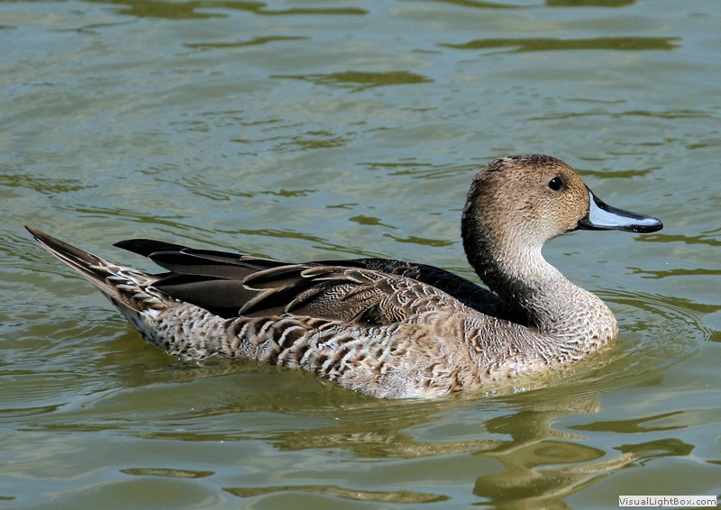 Identify Northern Pintail - Wildfowl Photography.