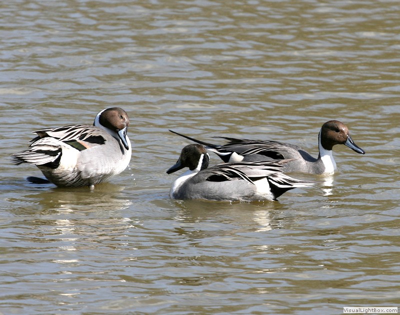 Identify Northern Pintail - Wildfowl Photography.