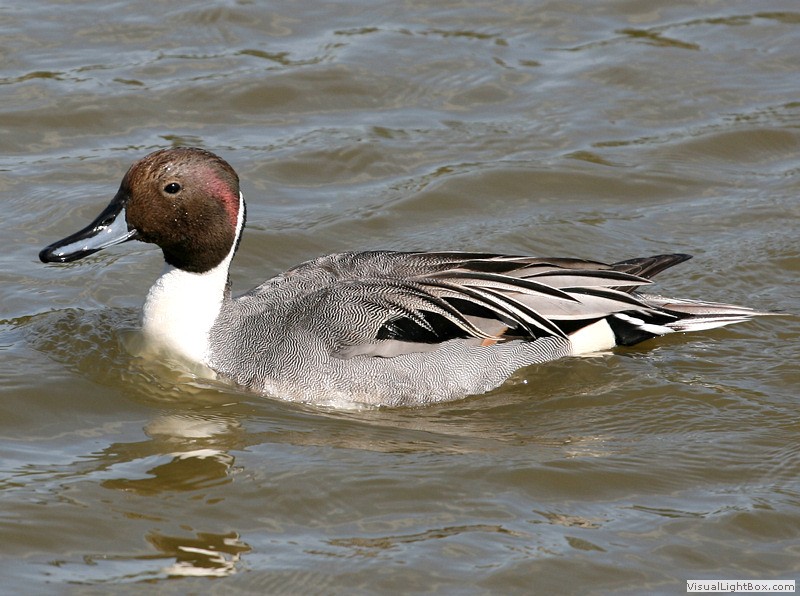 Identify Northern Pintail - Wildfowl Photography.